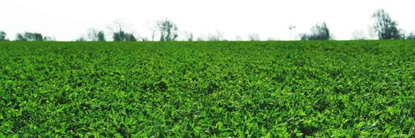 Roundup Ready Alfalfa Is A Must When Spring Planting - Crop Quest