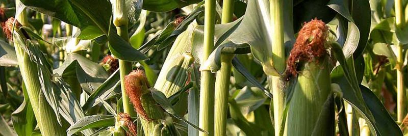 Estimating Corn Yields - Crop Quest