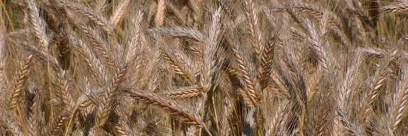 Triticale an Alternative Crop to Wheat and Rye - Crop Quest