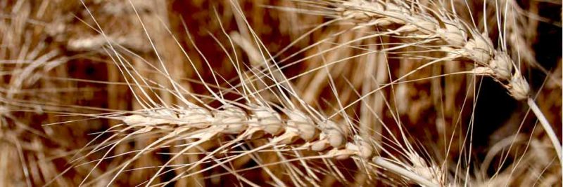 The Importance of Phosphorus Fertilizer in Wheat - Crop Quest