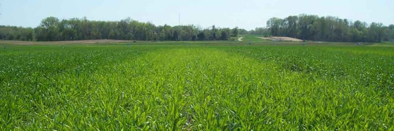 Topdressing Wheat - Crop Quest