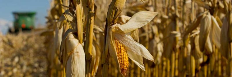 Bt Corn - Crop Quest