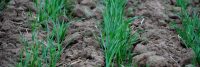 Wheat Seeding Rates - Pounds or Seeds? - Crop Quest