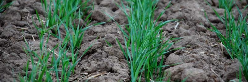 Wheat Seeding Rates - Pounds or Seeds? - Crop Quest