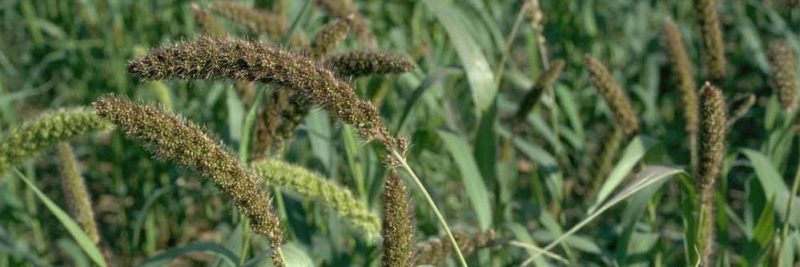 Foxtail Millet As A Low Input Intermediate Crop - Crop Quest