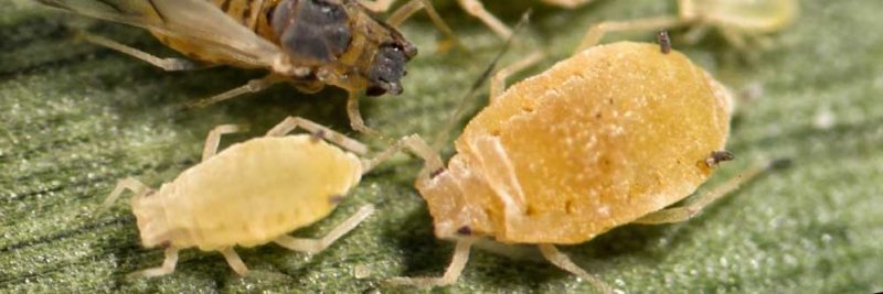 Sugarcane Aphids - Crop Quest