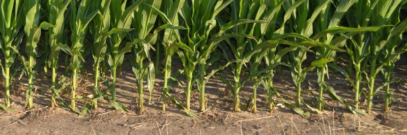 Diversifying Weed Control - Crop Quest