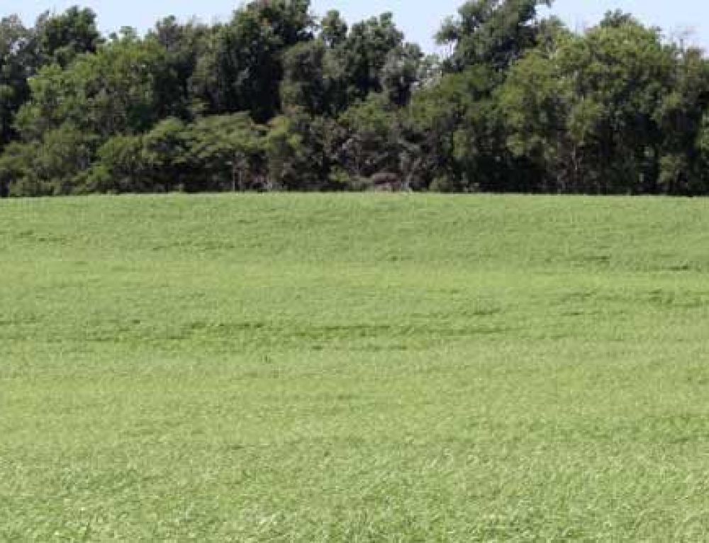 Triticale an Alternative Crop to Wheat and Rye - Crop Quest