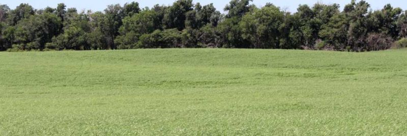 Teff Grass Production - Crop Quest