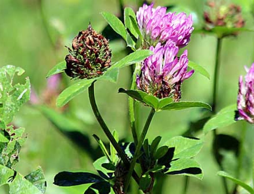 Managing Alfalfa Cuttings for Both Yield and Quality - Crop Quest