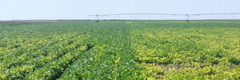 When Average Won't Cut It - Variable Rate Soygreen Application - Crop Quest