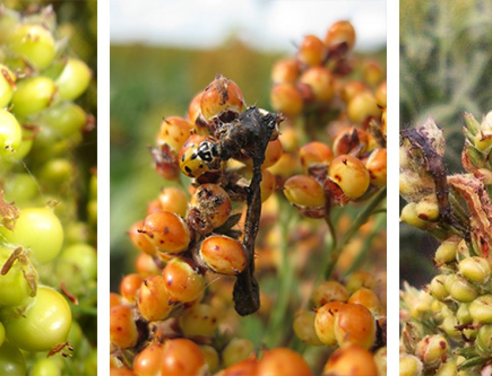 Controlling Sunflower Stem Borer May Not Include the Use of an ...