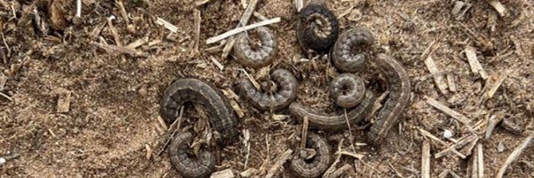 Cutworms in Alfalfa - Agronomy Tip from Crop Quest