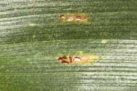Common rust and southern rust - knowing the difference is critical!