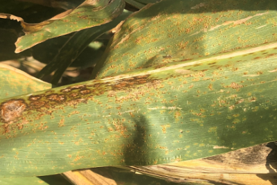 Common rust and southern rust - knowing the difference is critical!