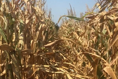 Common rust and southern rust - knowing the difference is critical!