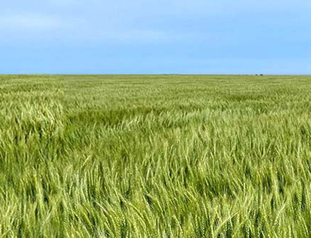 Topdressing Wheat - Crop Quest