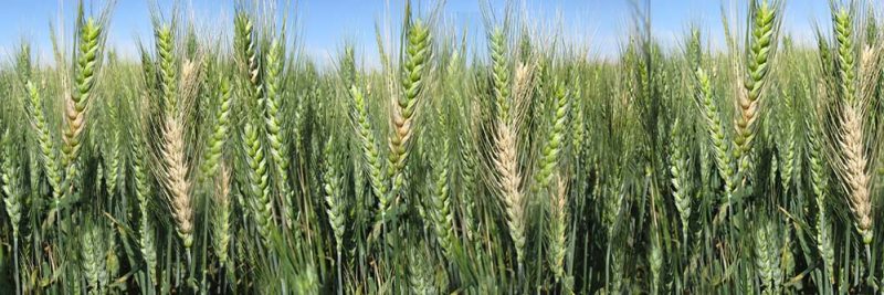 Head Scab (Fusarium Head Blight) in Wheat - Crop Quest