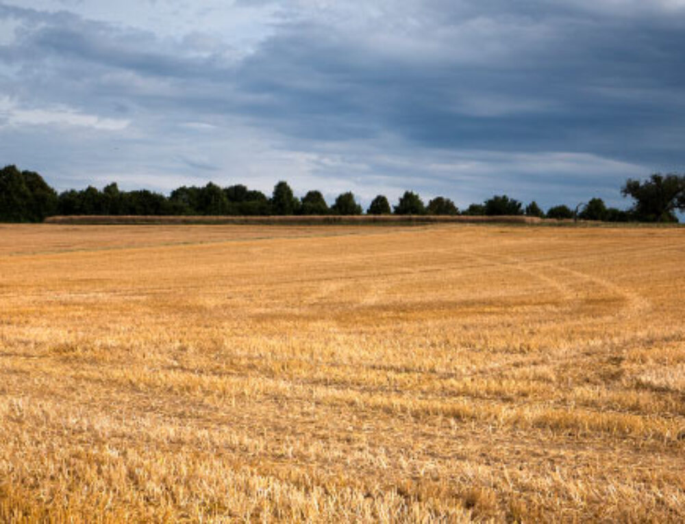 Wheat Seeding Rates - Pounds or Seeds? - Crop Quest