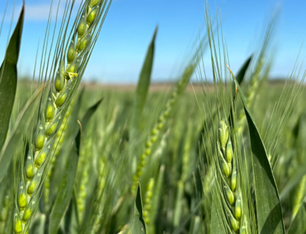 Wheat Seeding Rates - Pounds or Seeds? - Crop Quest