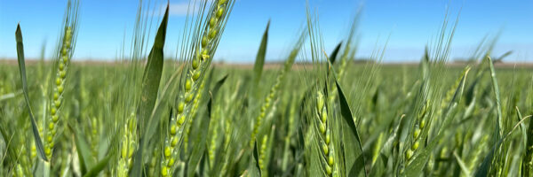 Understanding Grain Fill Weather - Optimizing Wheat Yield - Crop Quest