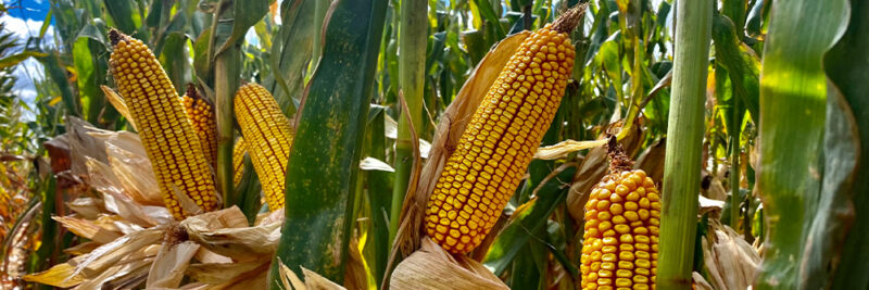 Hybrid Evaluation - Crop Quest