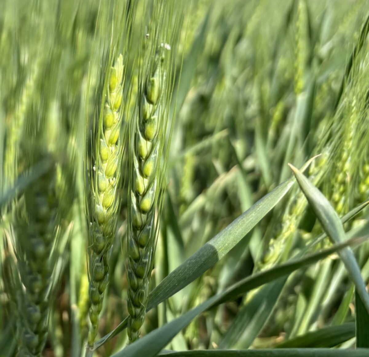 Understanding Grain Fill Weather - Optimizing Wheat Yield - Crop Quest