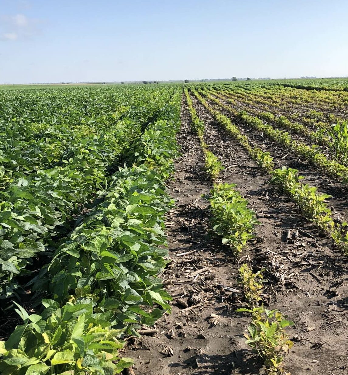 Managing Iron Chlorosis in Soybeans - Crop Quest