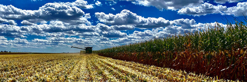 Optimal Growth Stage for Putting Up Quality Corn Silage - Crop Quest