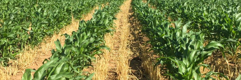 Double Cropping Grain Sorghum Following Wheat - Crop Quest