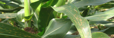 Gray Leaf Spot in Corn - Crop Quest