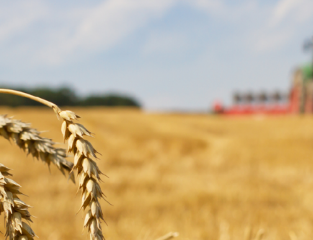 Wheat Seeding Rates - Pounds or Seeds? - Crop Quest